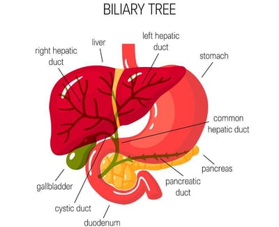Bile Duct Cancer Care at Compass Oncology